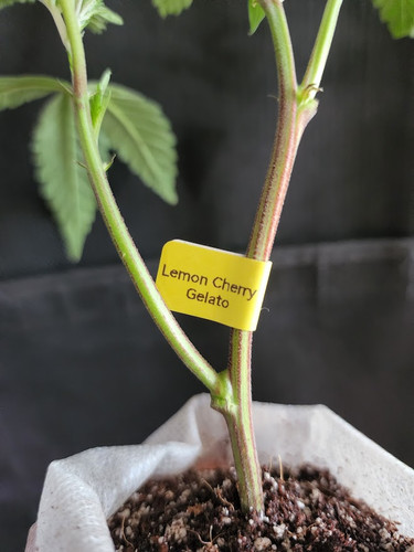 Lemon Cherry Gelato (BackPackBoyz) | Pig Tail Gardens