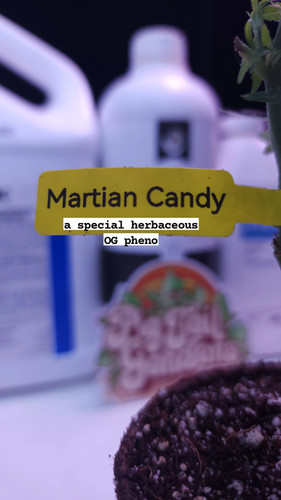 Martian Candy OG (Legendary OG Kush Pheno) | Pig Tail Gardens