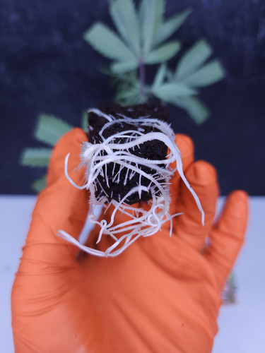 Super Buff Cherry #26 (GrowMoreStressLess) | Pig Tail Gardens