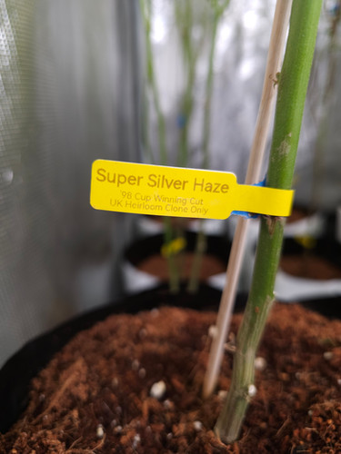 Super Silver Haze (Nevil and Shantibaba's 97, 98, 99 Cup Winning Cut ...