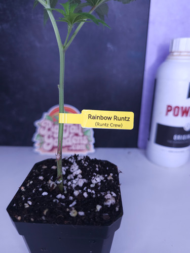 Rainbow Runtz (Laughing Gas x Runtz Crew) | Pig Tail Gardens