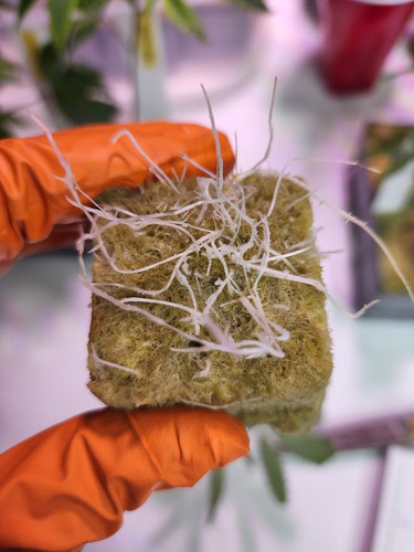 Dolato (In-House Genetics) | Pig Tail Gardens