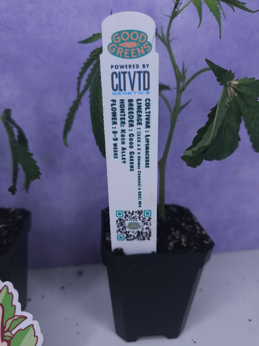 Lip Smackerz (CLTVTD x Good Greens) | Pig Tail Gardens