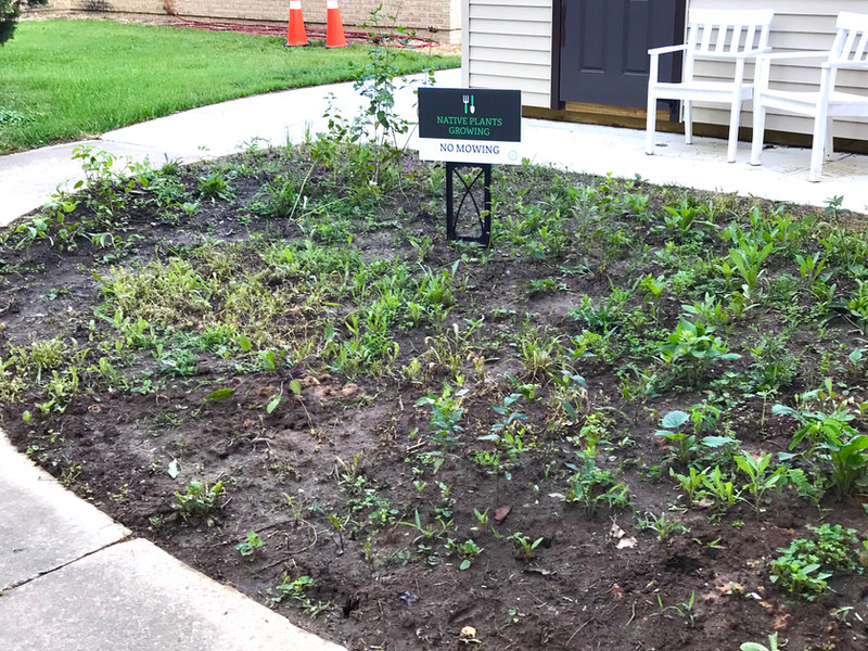 Cheverly Village Pollinator Plot | Cheverly Native Planting Project