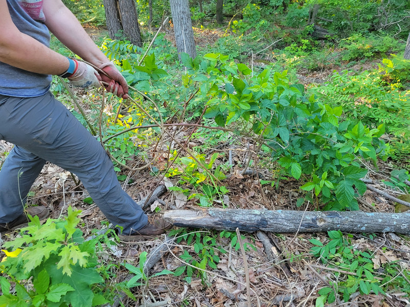 Cheverly Nature Park | Cheverly Native Planting Project
