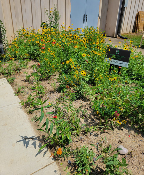 Cheverly Village Pollinator Plot | Cheverly Native Planting Project