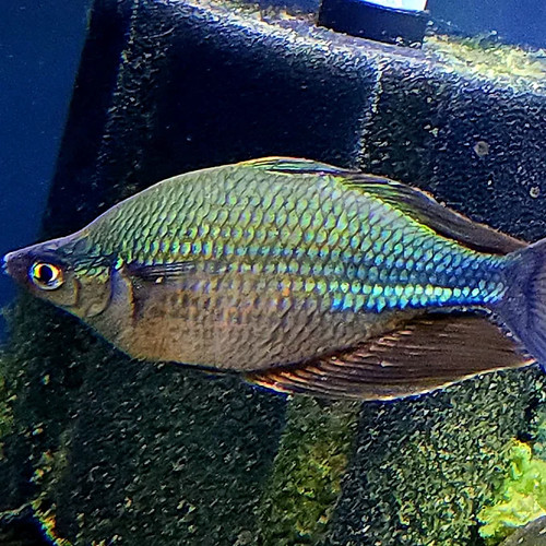 Lake Wanam Rainbowfish | Prestige Aquatics