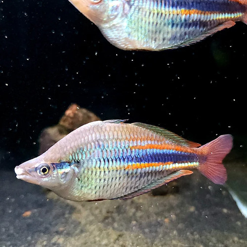 Pagwi Rainbowfish | Prestige Aquatics