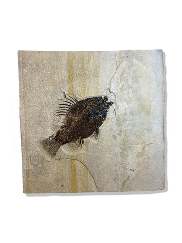 Priscacara Fish Slab | Lapid Art