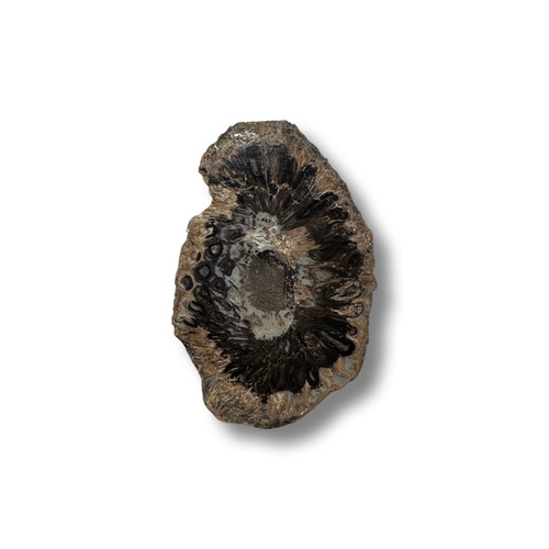 Fossil Pine Cone Slice | Lapid Art