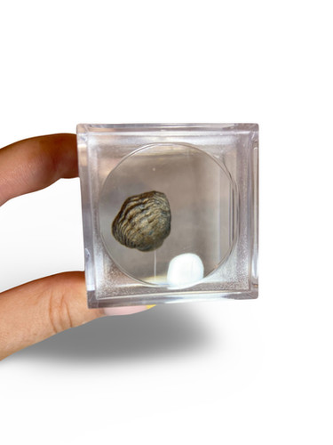 Reedops Trilobite in Magnify Box | Lapid Art