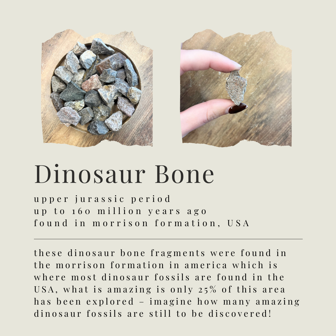 IDENTIFY YOUR FOSSILS