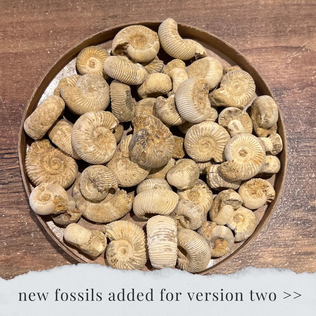 IDENTIFY YOUR FOSSILS