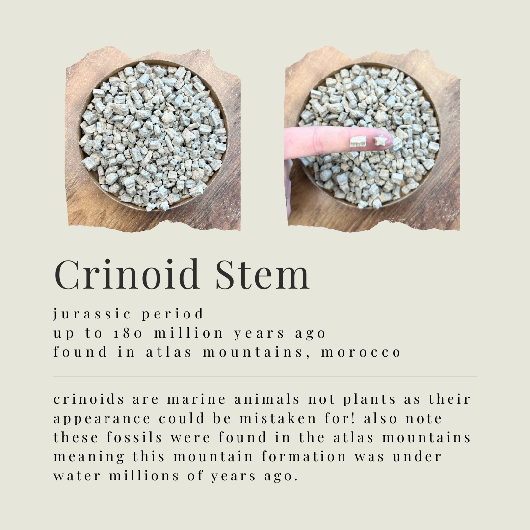 IDENTIFY YOUR FOSSILS