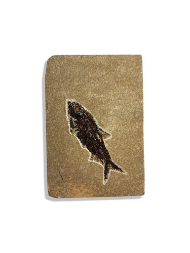 Knightia Fish Slab | Lapid Art