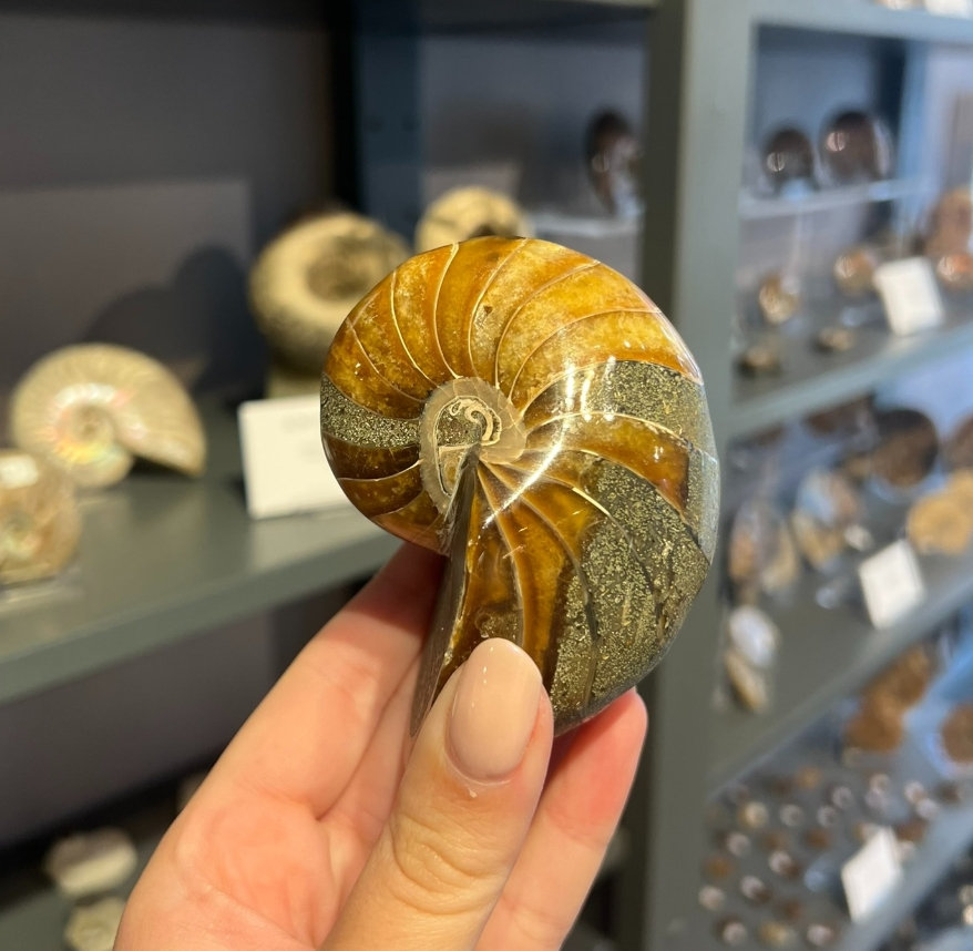 Living Fossils: The Ancient Beauty of Nautiloids