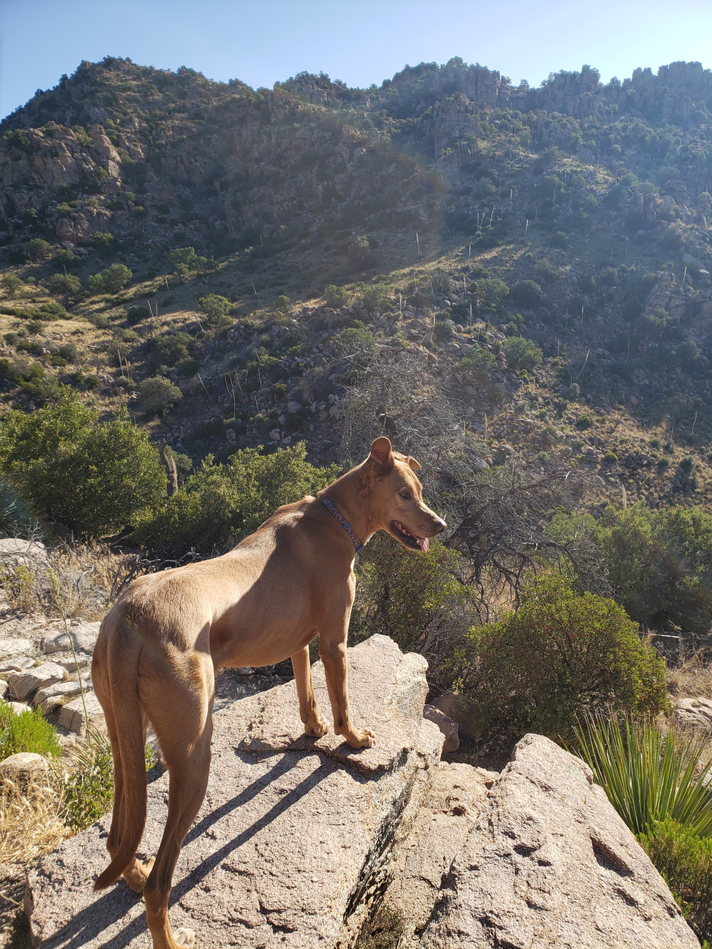 Dog Training | All Dog Obedience | Tucson