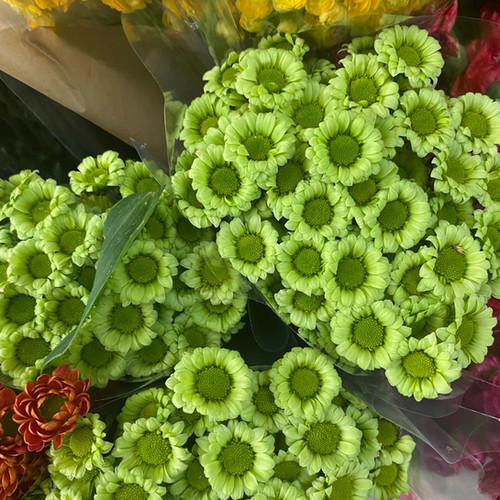 Mini Crisantemos Verdes | Flowerbox.col
