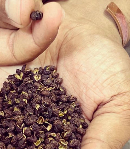 Sichuan Pepper Essential Oil, Himalaya | Nisarga Farms