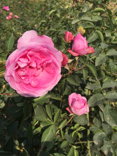 Rose Centifolia Absolute | Nisarga Farms