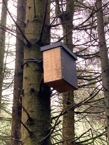 Pine Marten Lite | Wildlife Boxes