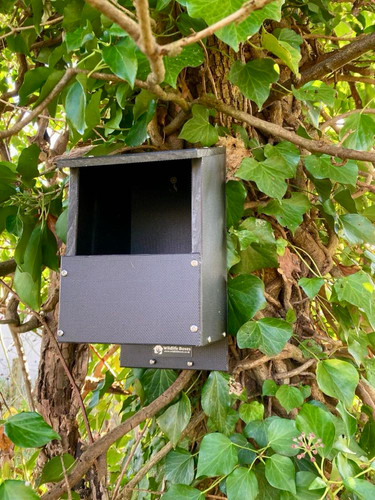 Robin | Wildlife Boxes