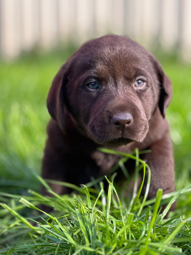 Chocolate Labrador female puppy ( microchip number : 991003002423421 ...