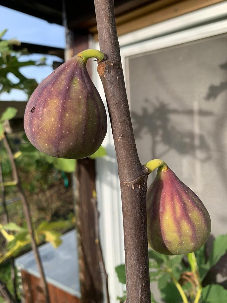 Verwendung von unreifen Feigen aus dem Hausgarten