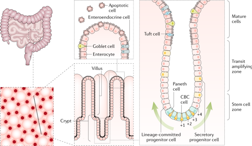 Epithelial Stem Cells