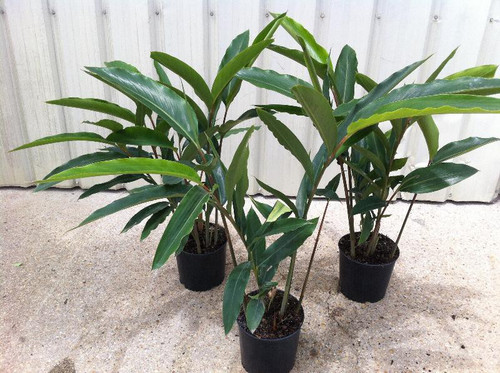 3 Gallon Green Shell Ginger | jrstropicals
