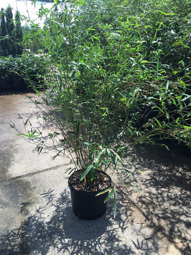 7 Gallon Fern Leaf Bamboo | jrstropicals