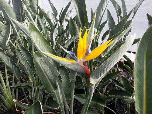 3 Gallon Birds of paradise Golden Crest | jrstropicals