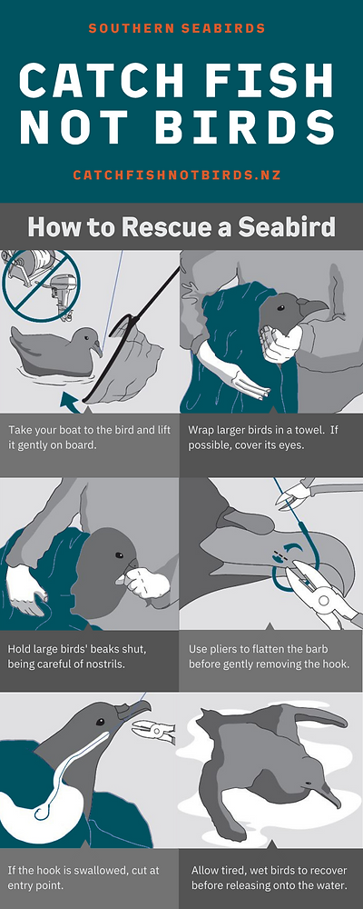 How to Release a Seabird