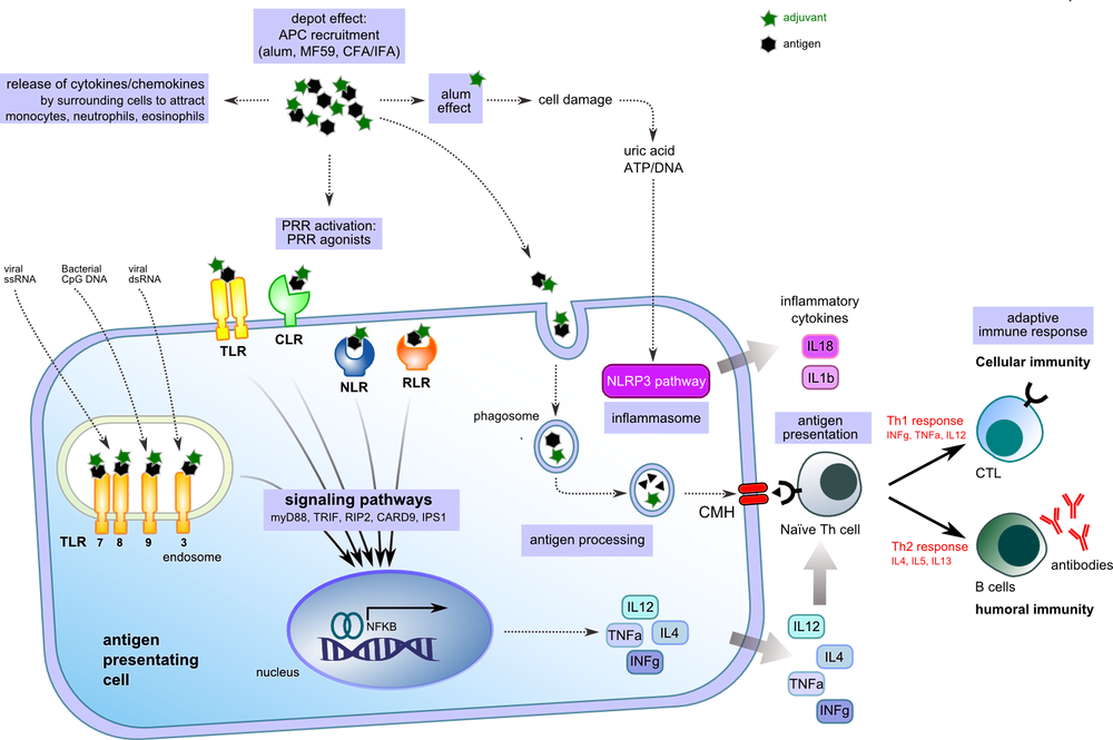 Incomplete Freund’s Adjuvant (IFA) in Immunology | Uses and Mechanisms
