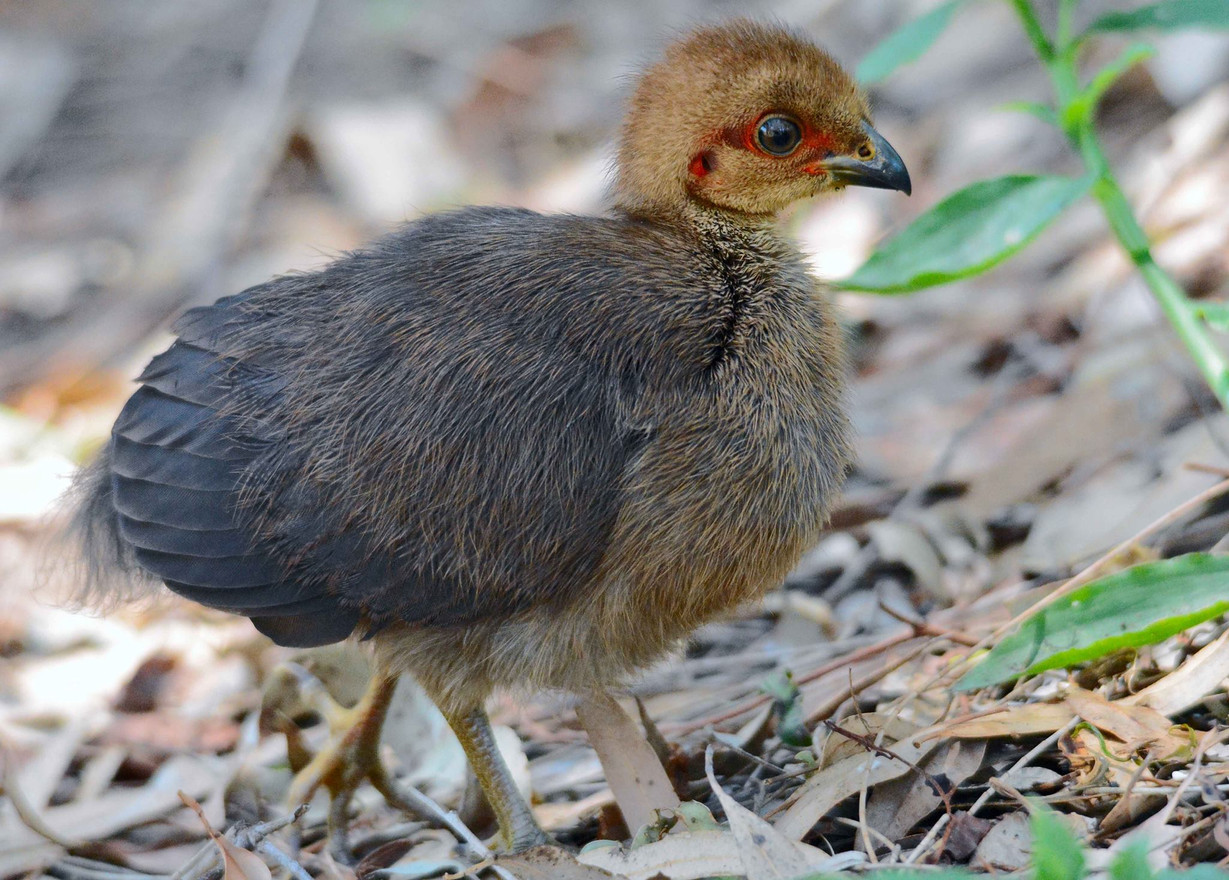 Brush Turkey chick | INHABITANTS
