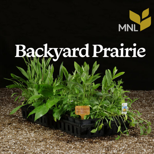 Backyard Prairie Kit - Native Plant Kit | Aitkin County SWCD