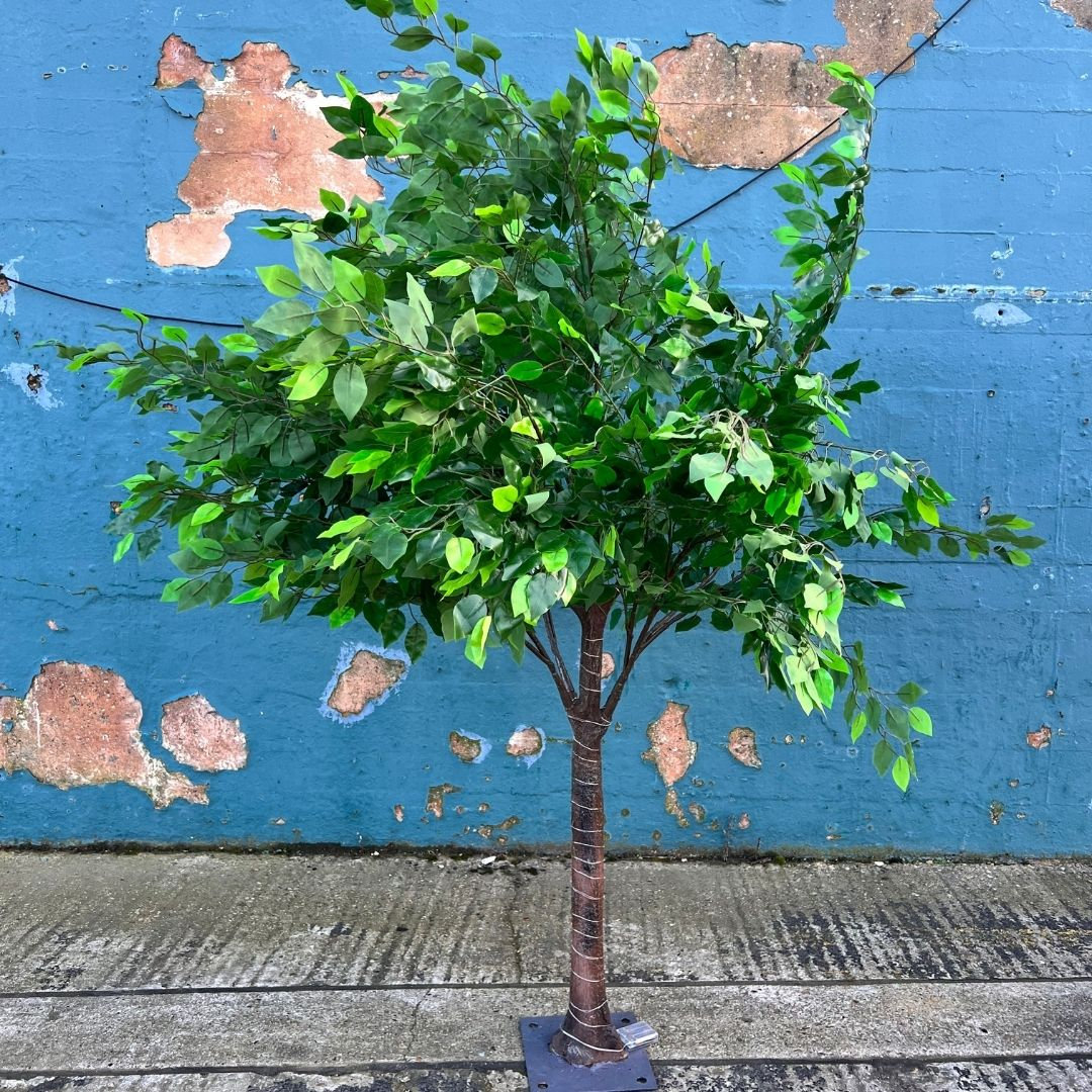 Pair of 6ft Green Ruscus Trees