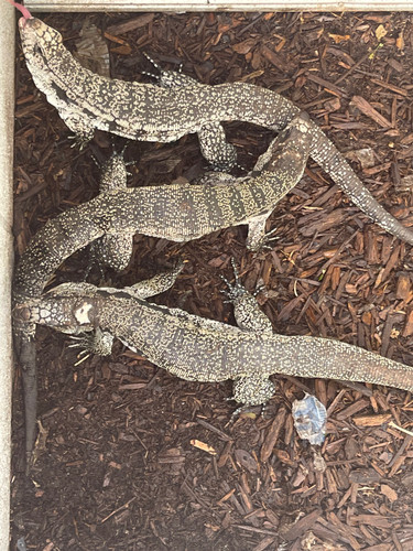 Baby Tri Color Tegu For Sale