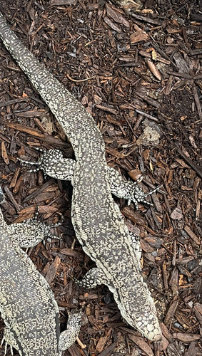 Blue Tegu Female Adult | teguworld