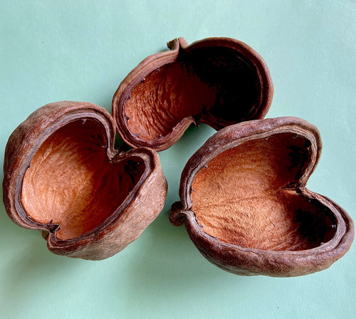 HEART POD XL | shrimplife