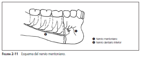 Anestesia y anatomía | ciruvestic