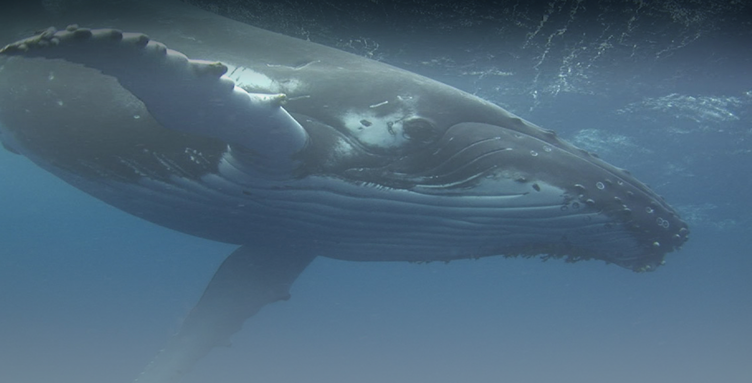 HOME | Uncommon Productions