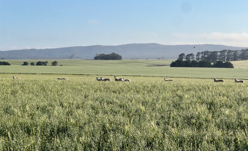 Tara Farm's Half Lamb - Primeline | Sunnybank Farm