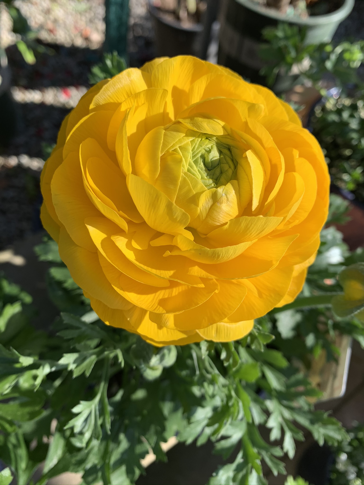 Home | deltatreefarms