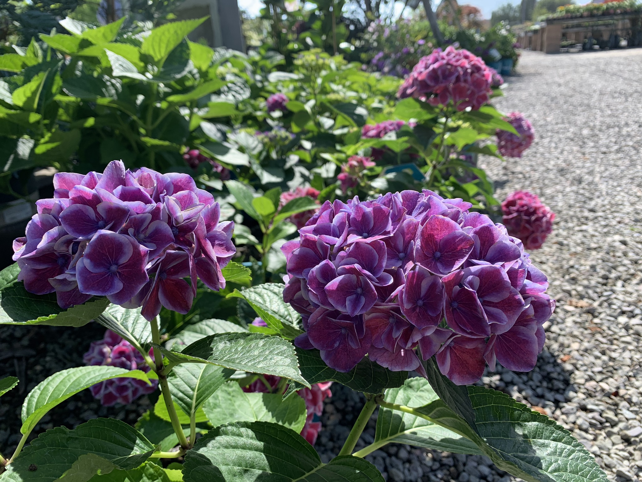 Home | deltatreefarms