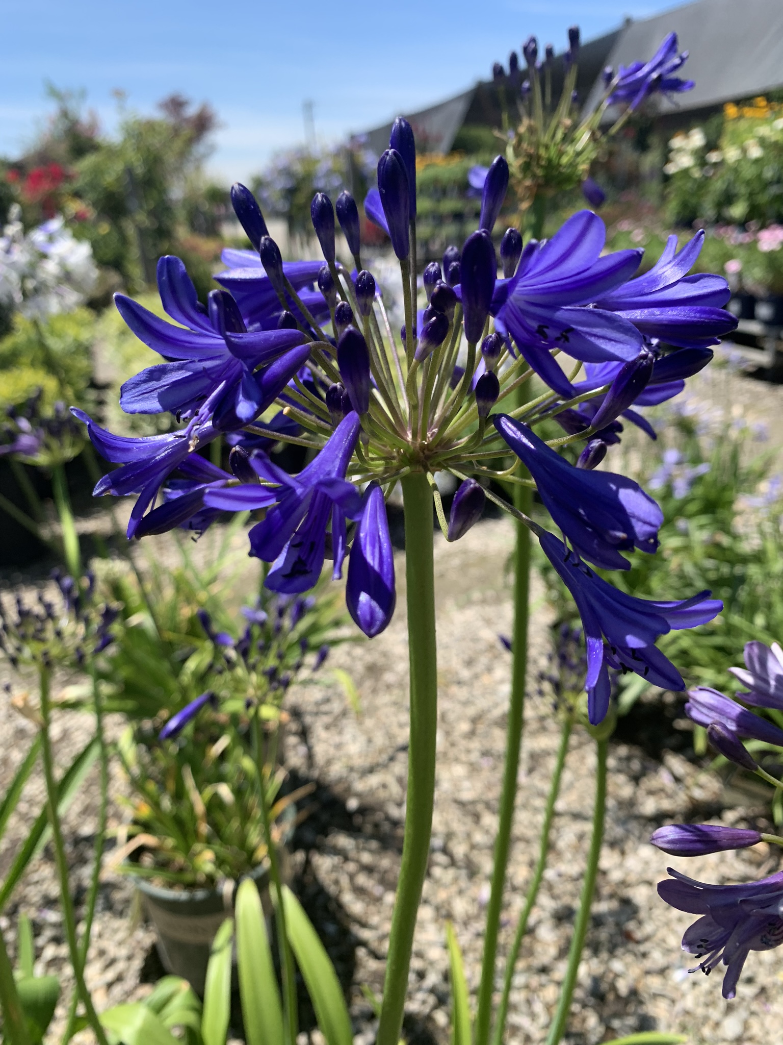 Home | deltatreefarms