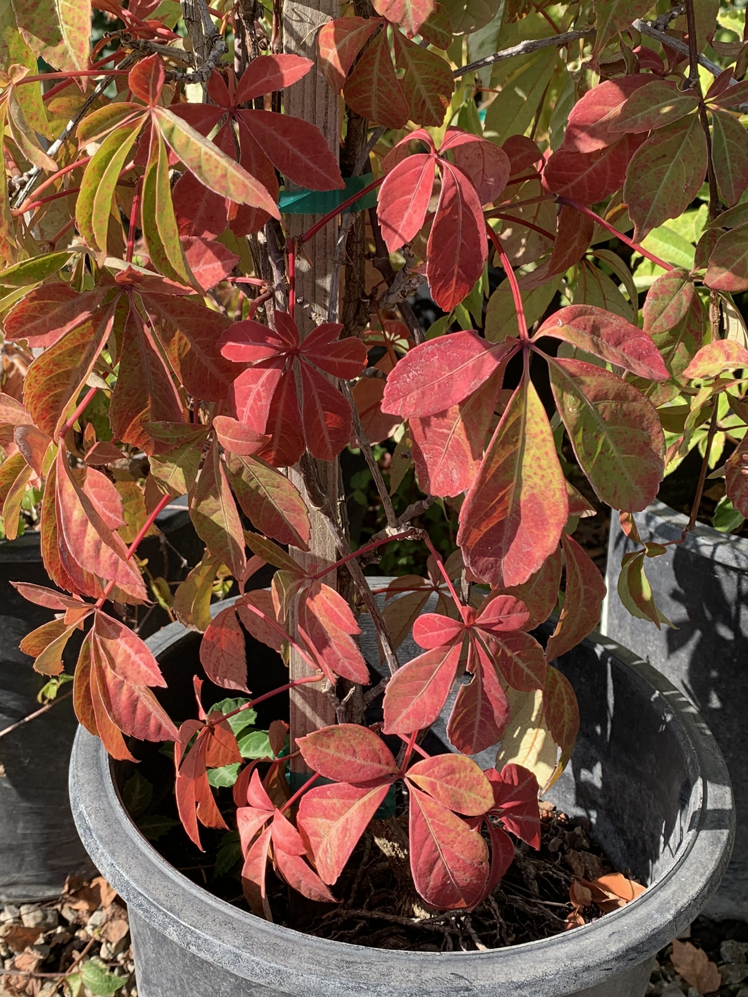 Home | deltatreefarms