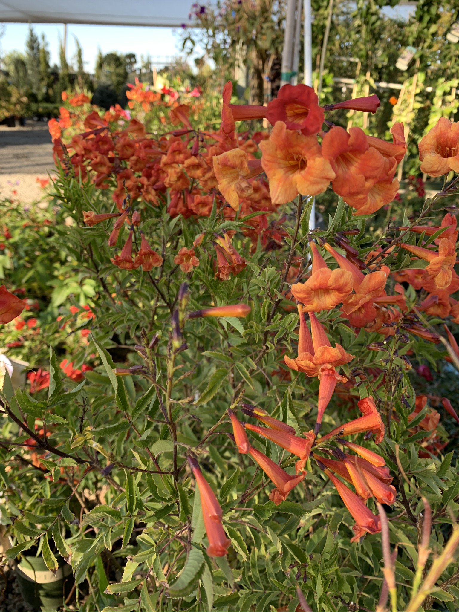 Home | deltatreefarms