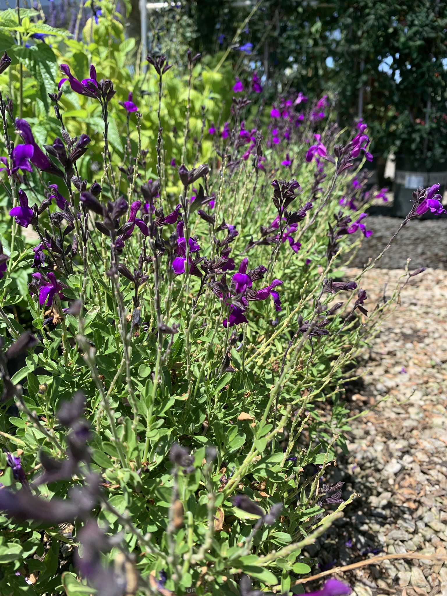 Home | deltatreefarms