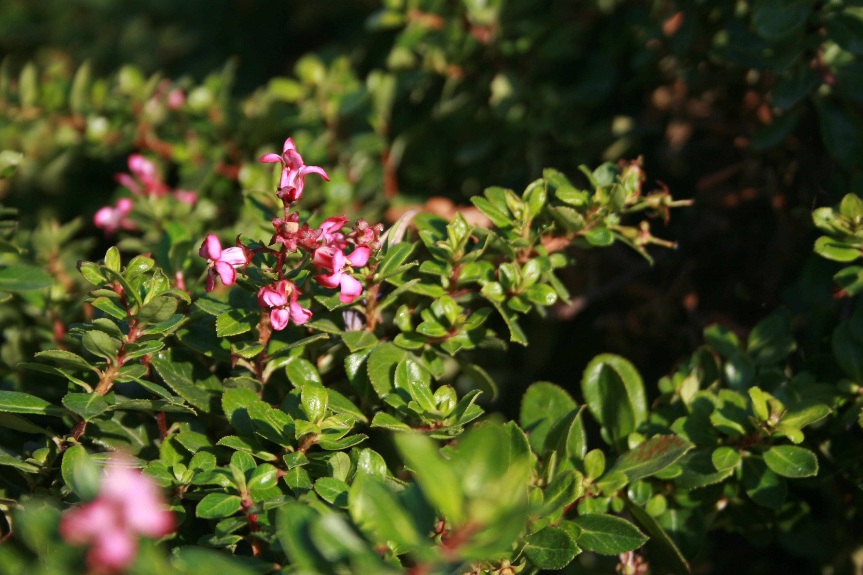 Home | deltatreefarms